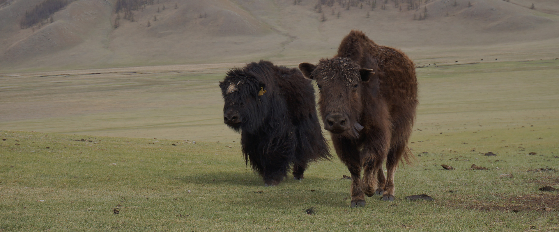 La laine de yack, une fibre parfaite pour les grands froids | La Ferme ...