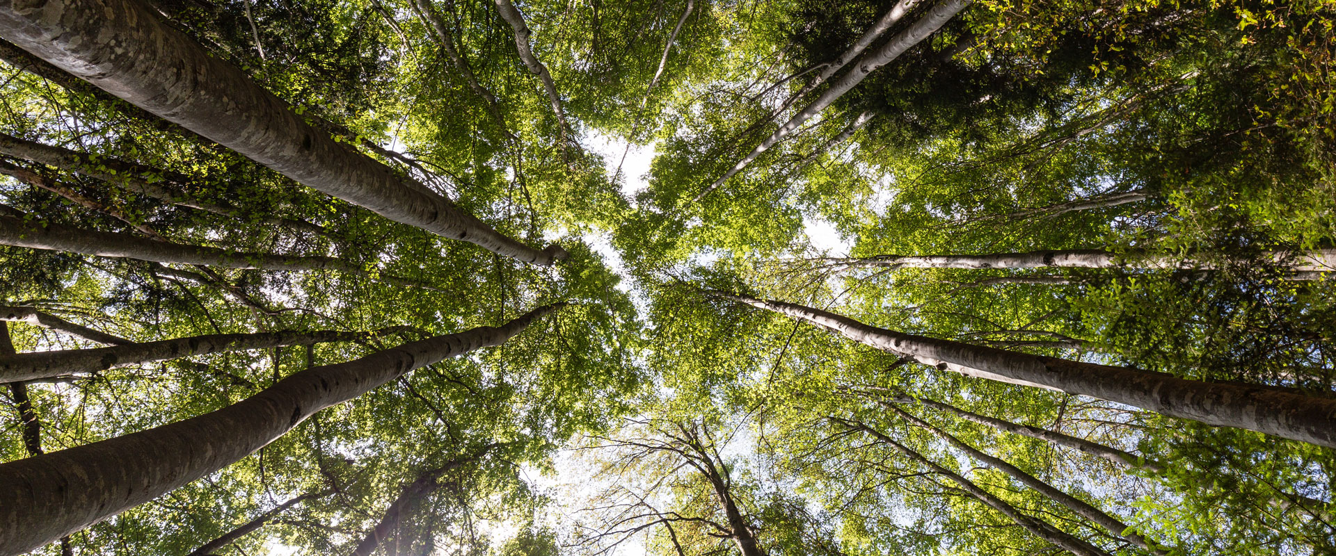 Le modal, une fibre respirante et légère | La Ferme du Mohair