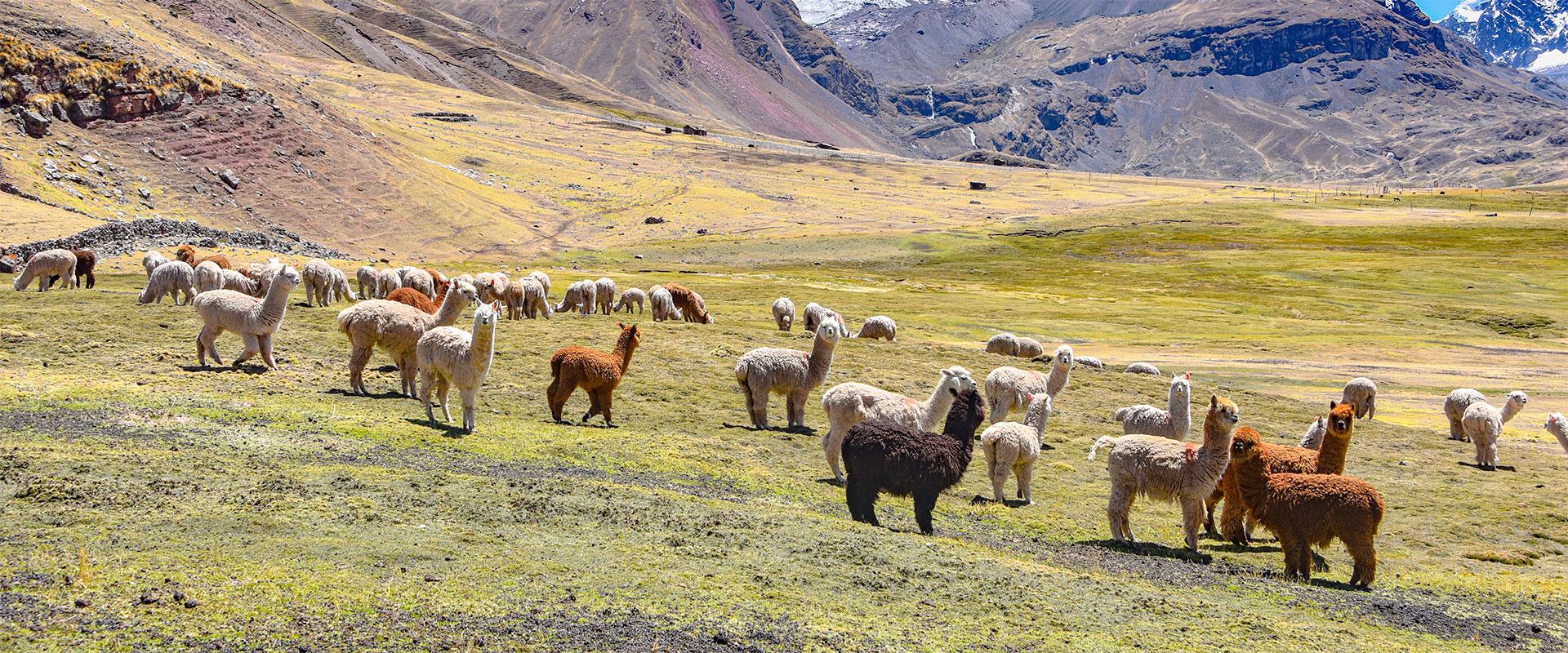 L'alpaga, une laine luxueuse et écologique | La Ferme du Mohair