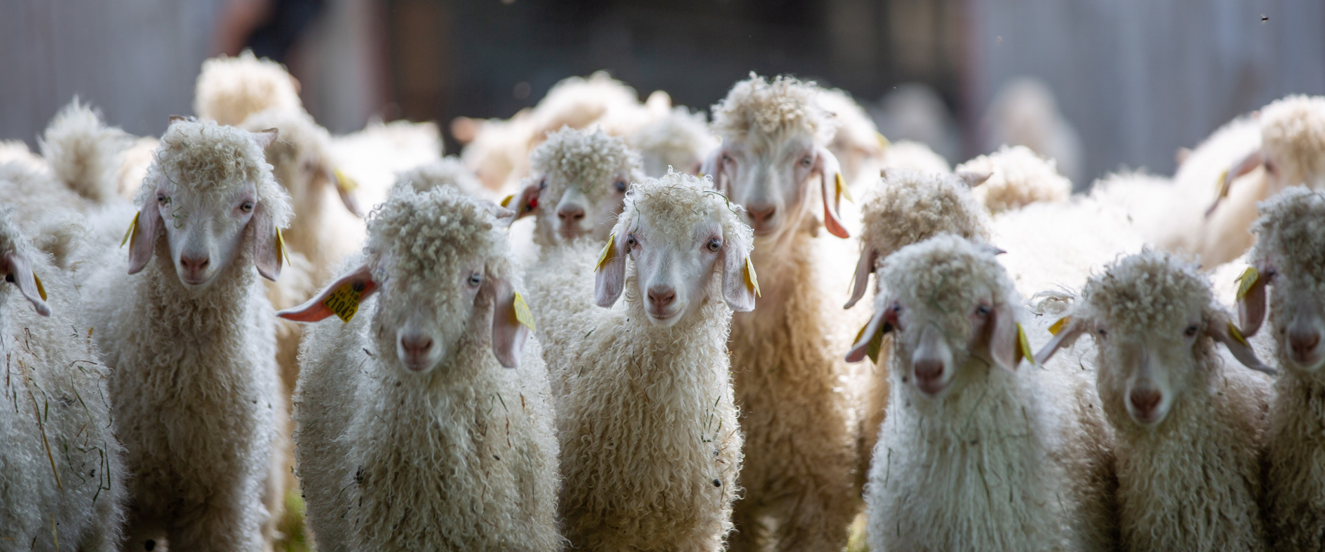 Le Freyche, l'un des plus grands élevages de chèvres mohair en France ...